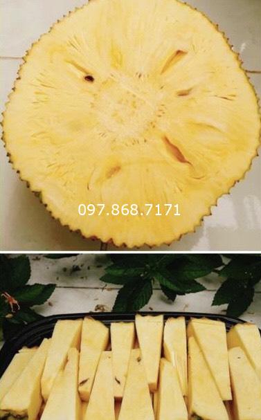 Cây Mít Quả Dài Malaysia - 097.868.7171 - Kỹ thuật trồng cây