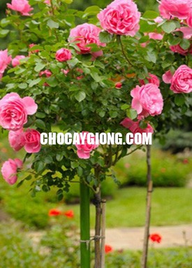 Hoa Hồng Thân Gỗ - Kỹ thuật trồng và chăm sóc cây Hoa Hồng