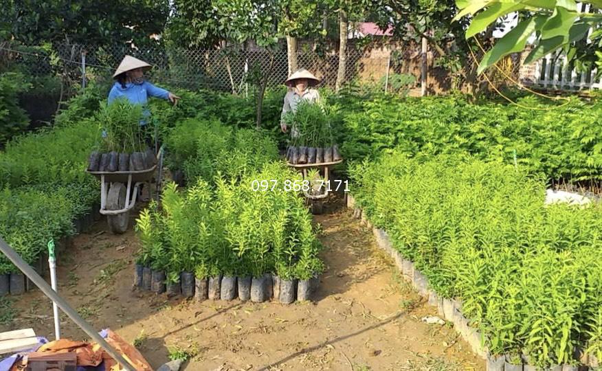 Kỹ thuật trồng và chăm sóc cây Đàn Hương cùng cây Ký Chủ