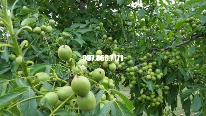 Cây Óc Chó - Trung tâm giống cây Xuân Khương - 097.868.7171