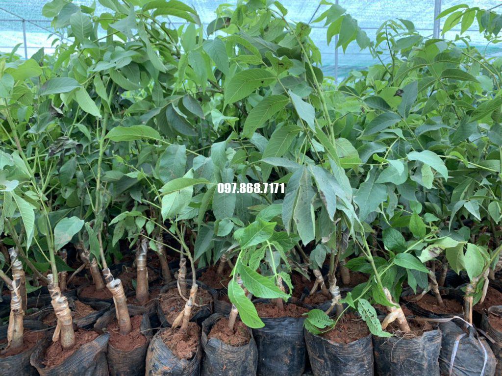 Cây Óc Chó - Trung tâm giống cây Xuân Khương - 097.868.7171