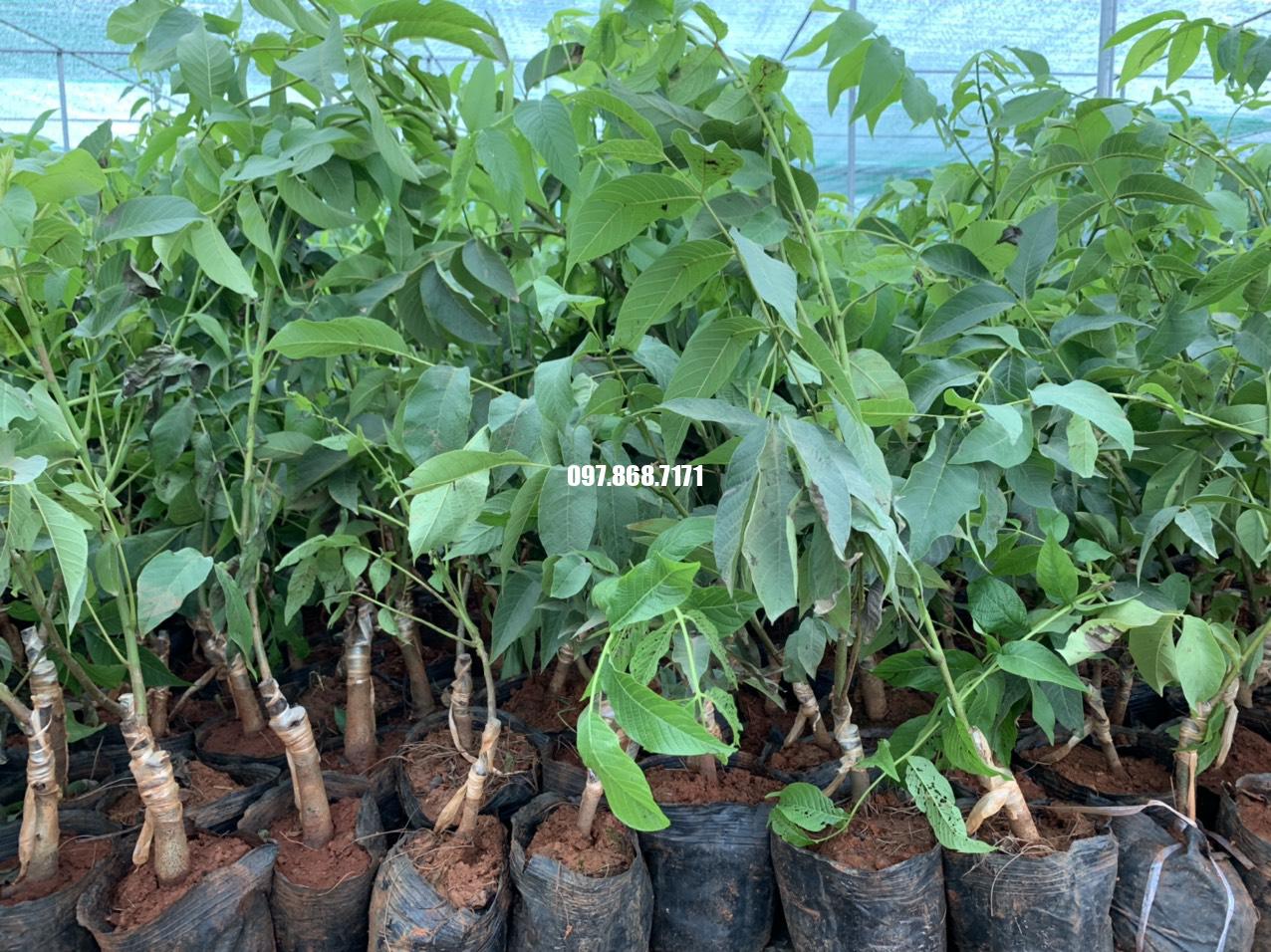 Cây Óc Chó - Trung tâm giống cây Xuân Khương - 097.868.7171