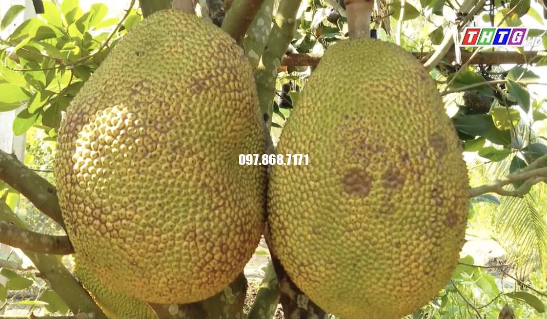 Mít Ruột Đỏ Indonesia - Nhà vườn Xuân Khương - 097.868.7171