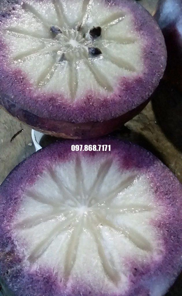 Vú Sữa Tím Mica - Kỹ thuật trồng cây vú sữa Mica năng xuất cao