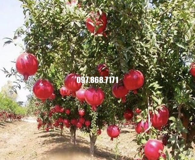 Lựu Đỏ Ấn Độ - Kỹ thuật trồng và chăm sóc cây lựu đỏ Ấn Độ