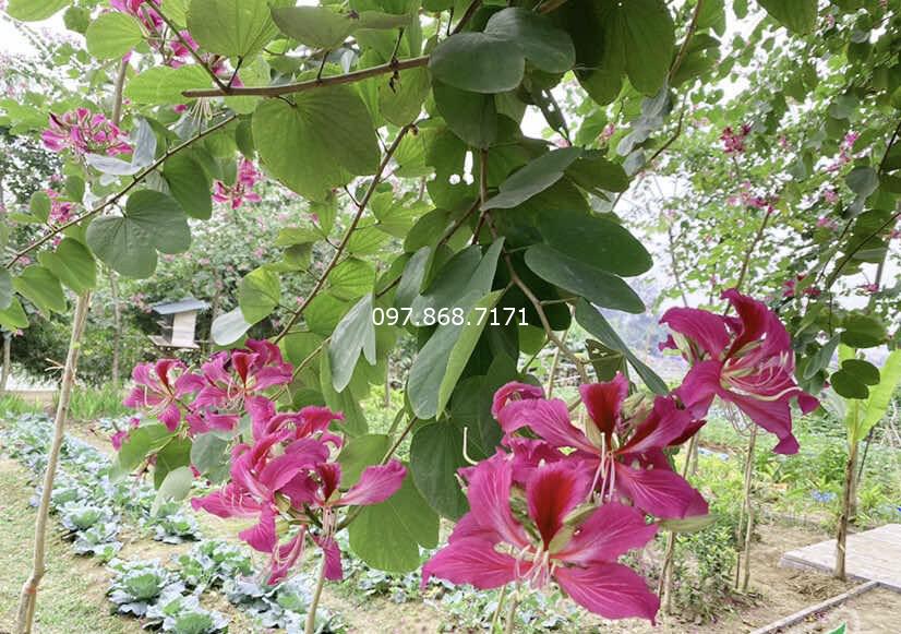 Ban Tím Hoàng Hậu - Nhà vườn Xuân Khương - 097.868.7171